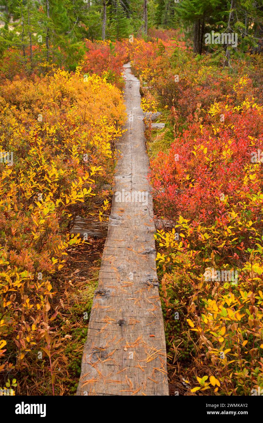 Monon Lake Trail in autumn, Ollalie Lake Scenic Area, Mt Hood National ...