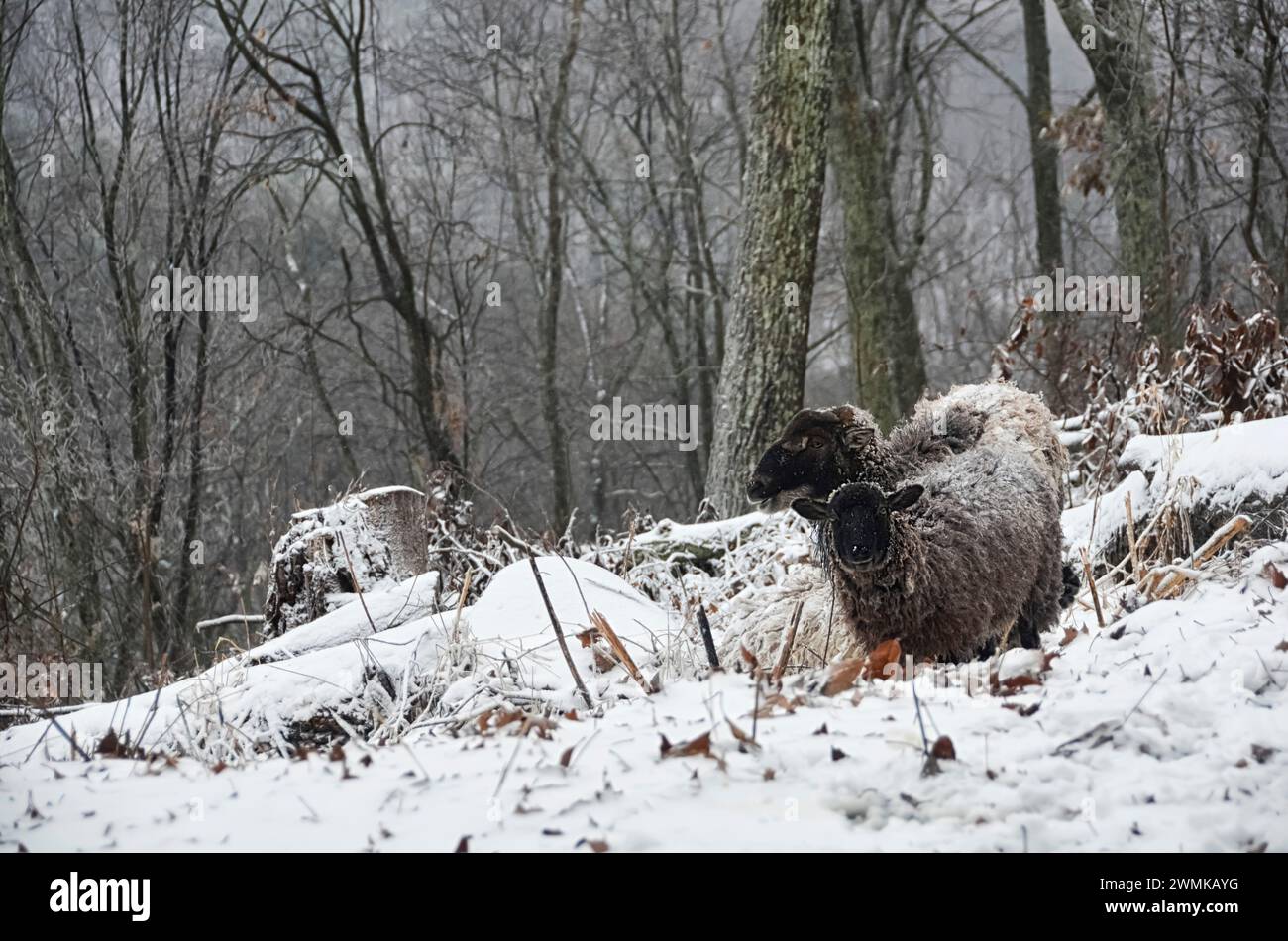 Mixed Soay sheep ram (Ovis aries) and it's offspring in the snow Stock ...