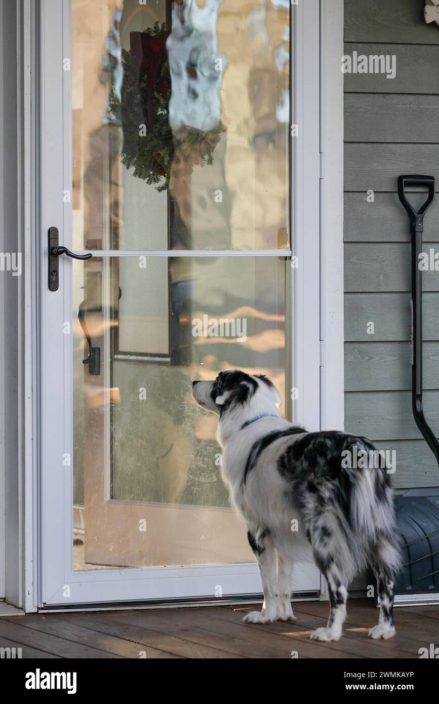 Dog stands waiting at the front door of a home Stock Photo - Alamy