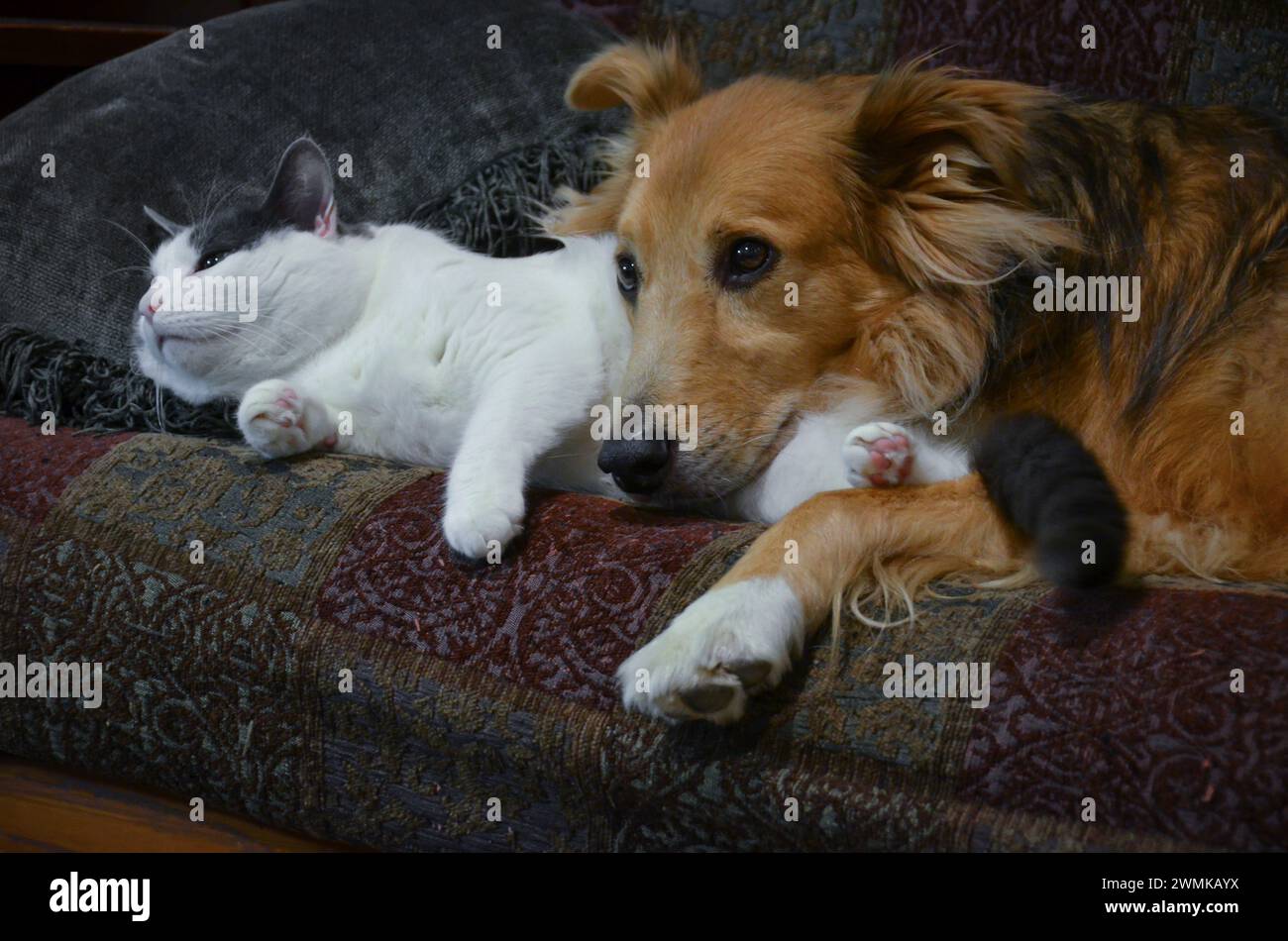 Cat and a dog snuggle together Stock Photo - Alamy