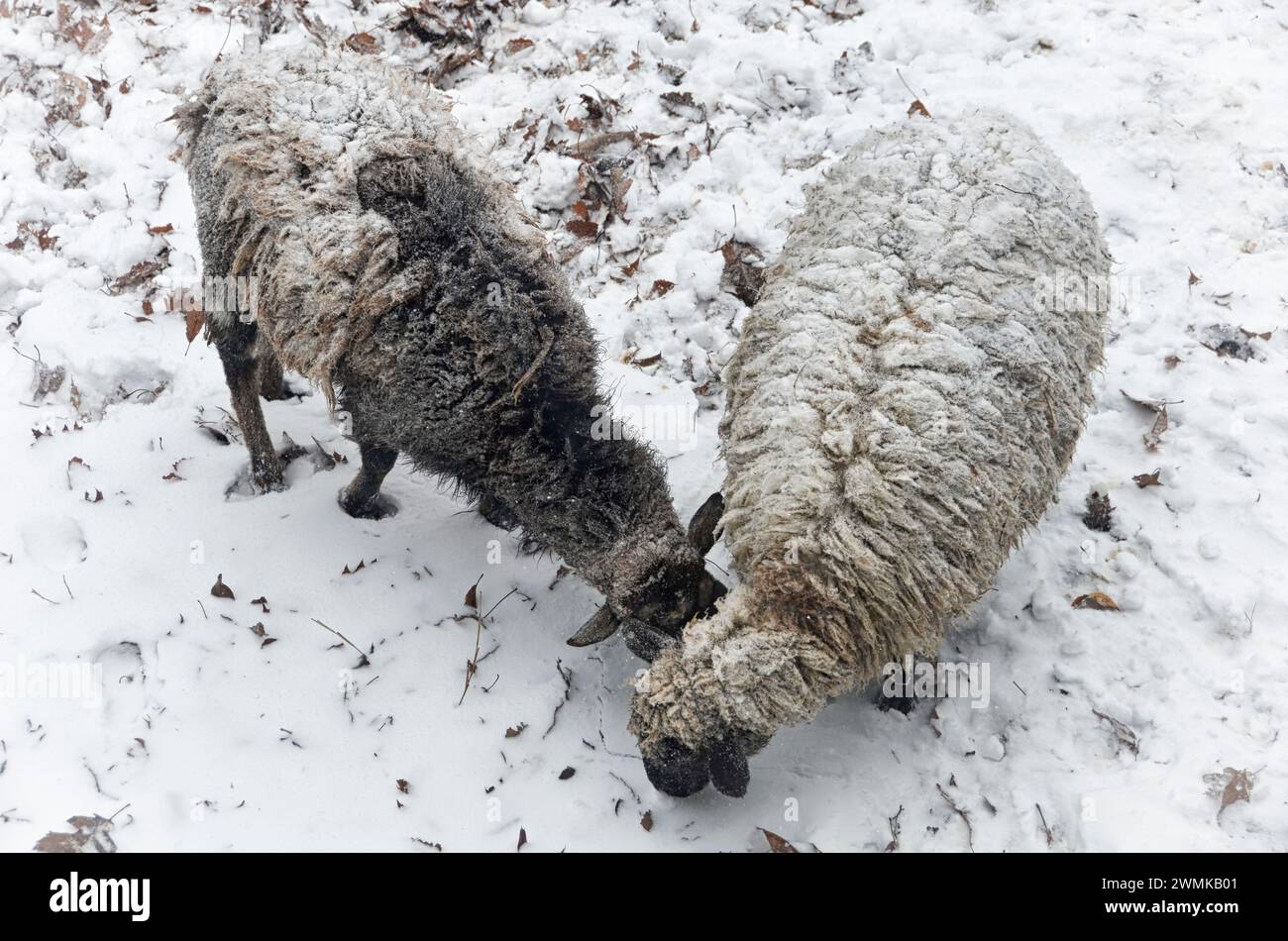 Two mixed breed sheep (Ovis aries) as seen from above, covered in snow ...