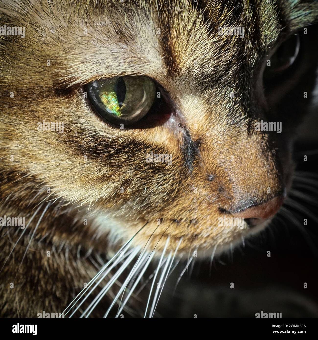 Catchlight hi-res stock photography and images - Alamy