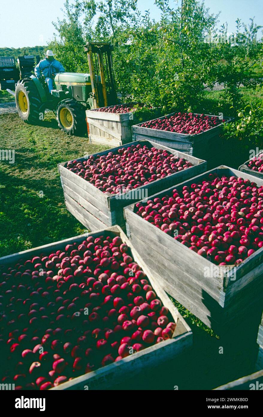 Tractor Used To Load Freshly Picked Apple Filled Crates At The Lerew