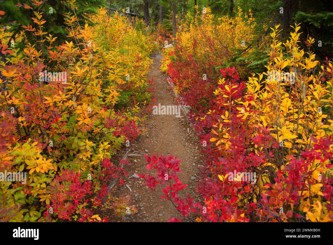 Monon Lake Trail in autumn, Ollalie Lake Scenic Area, Mt Hood National ...
