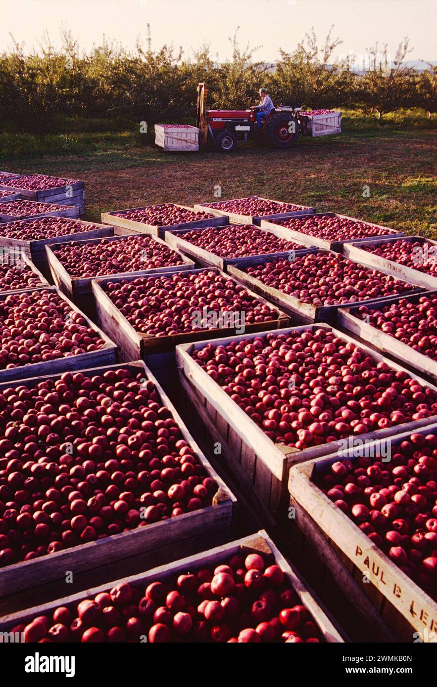 Tractor used to load freshly picked apple filled crates at the Lerew ...