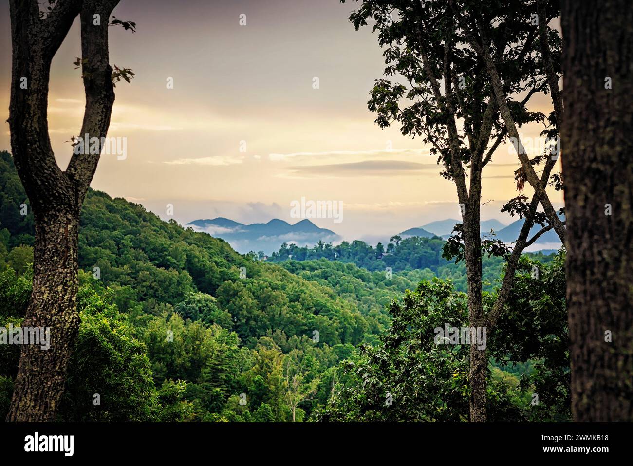 Temperature rainforest hi-res stock photography and images - Alamy