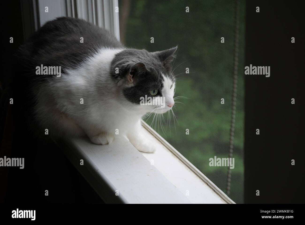 Stalking feeder hi-res stock photography and images - Alamy