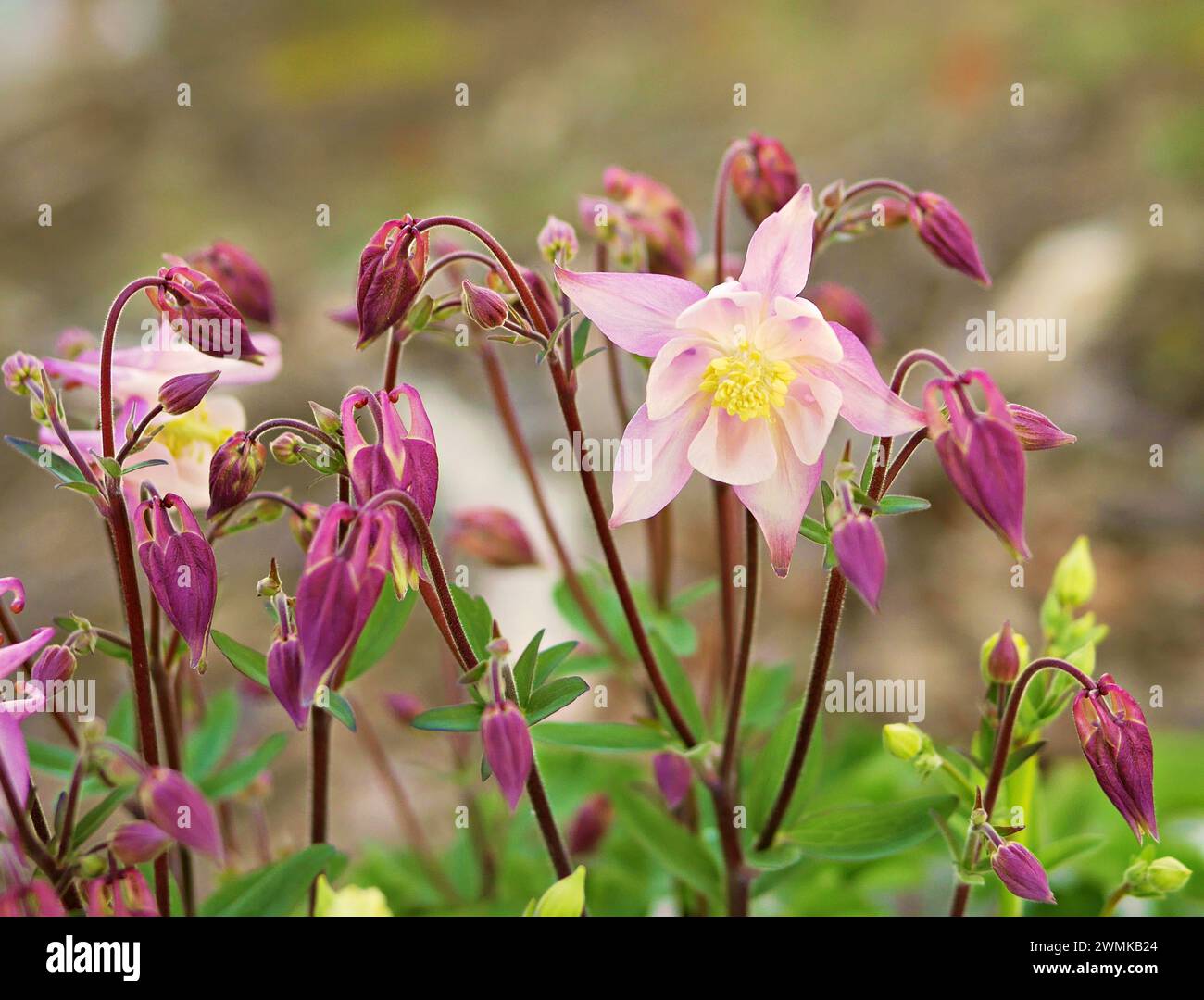 Columbine (Aquilegia sp.) flowering plant in bloom; Weaverville, North ...