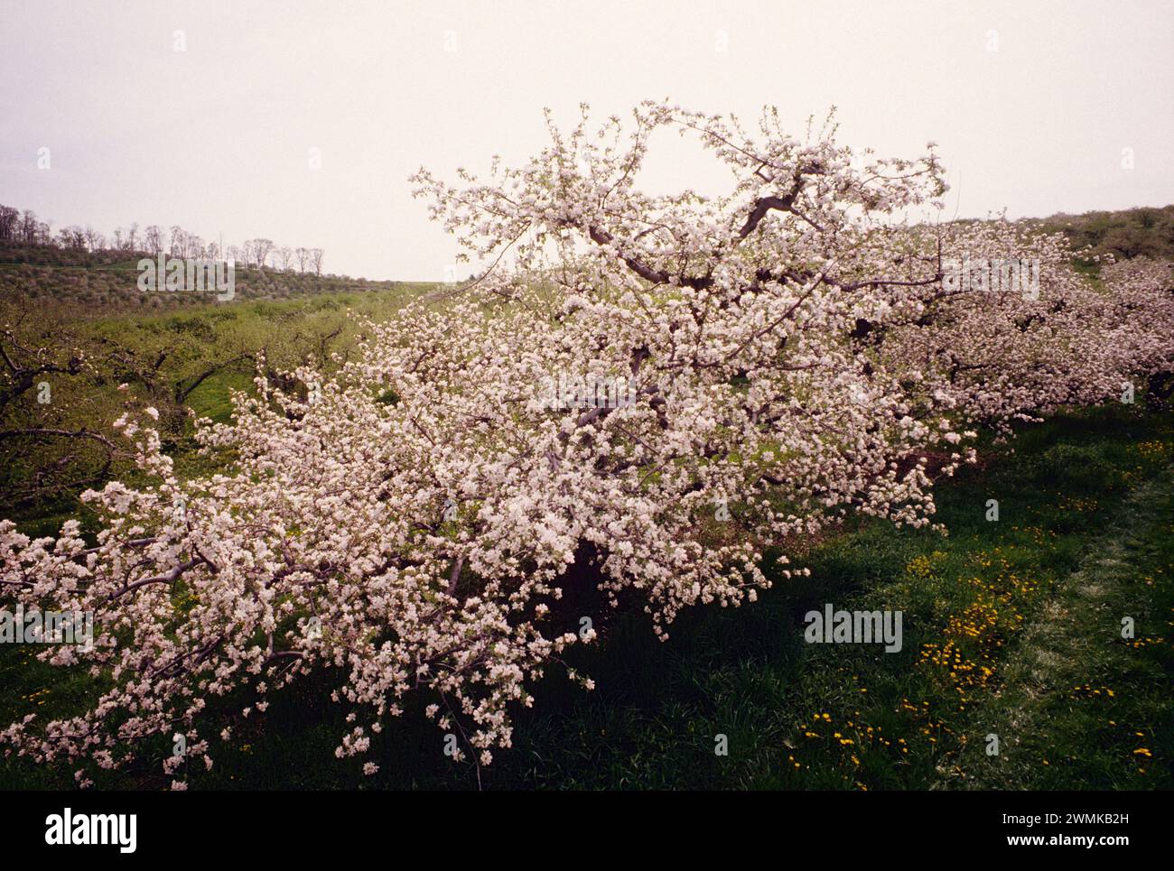 Fruit trees in spring bloom; Adams County; Pennsylvania; USA. 25,000 ...