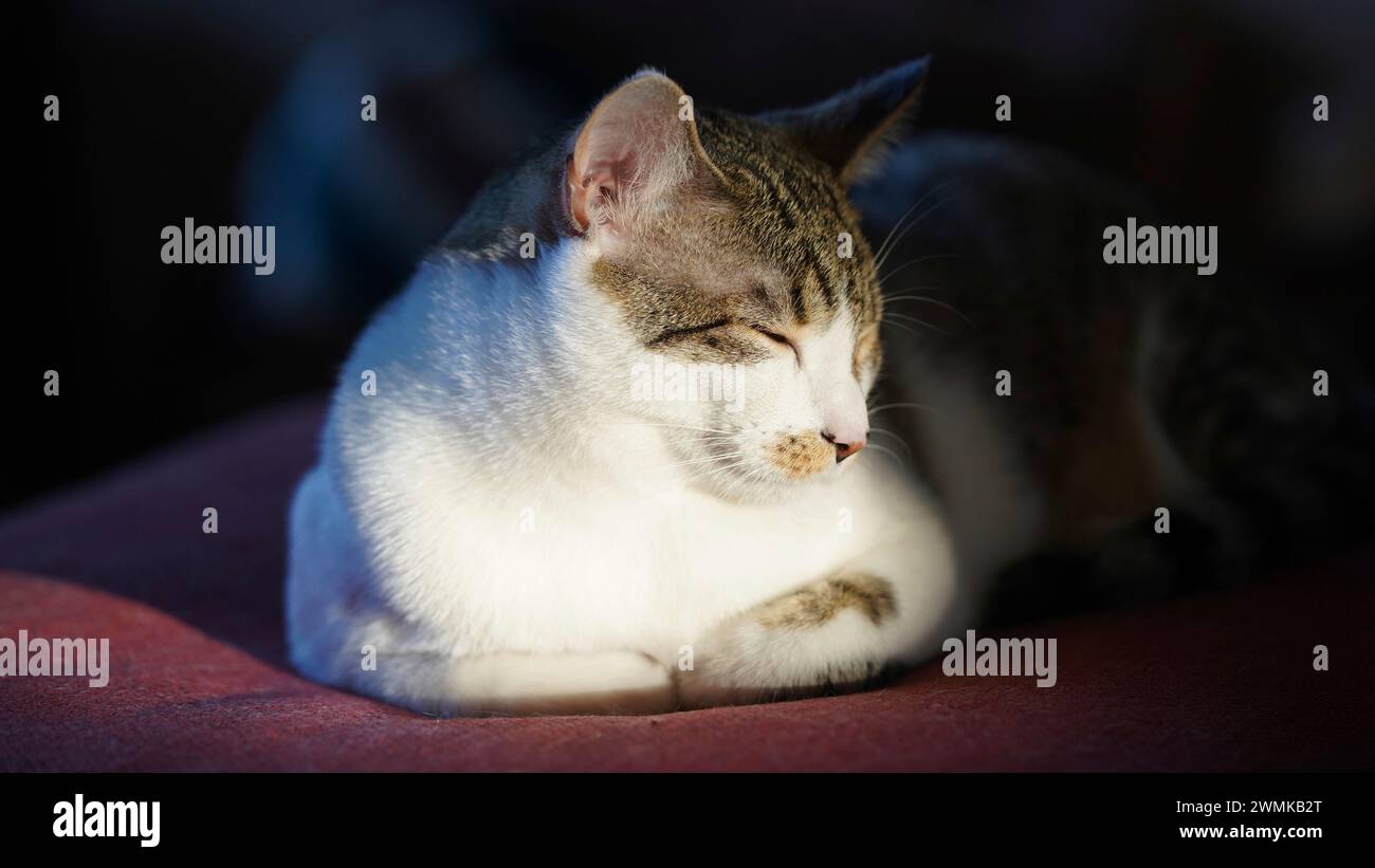 Cat enjoying warmth of sunlight Stock Photo - Alamy