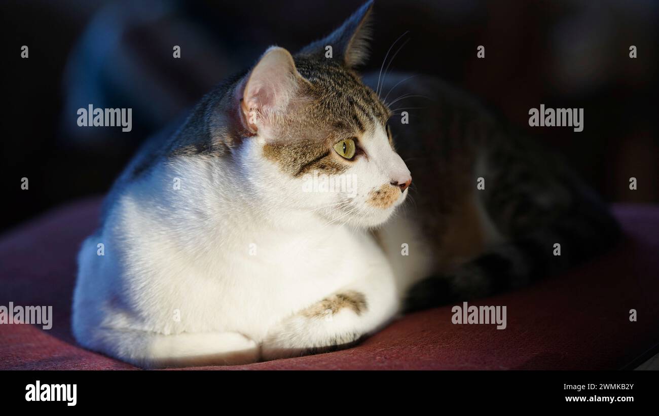 Sunlight and cat hi-res stock photography and images - Alamy