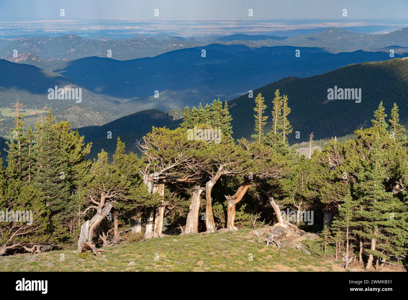 Bristlecone pines grow on the mountainside of a Colorado mountain ...
