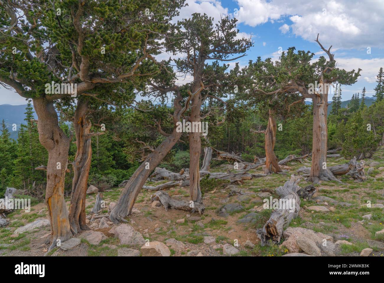 Bristlecone pines grow on the mountainside of a Colorado mountain ...