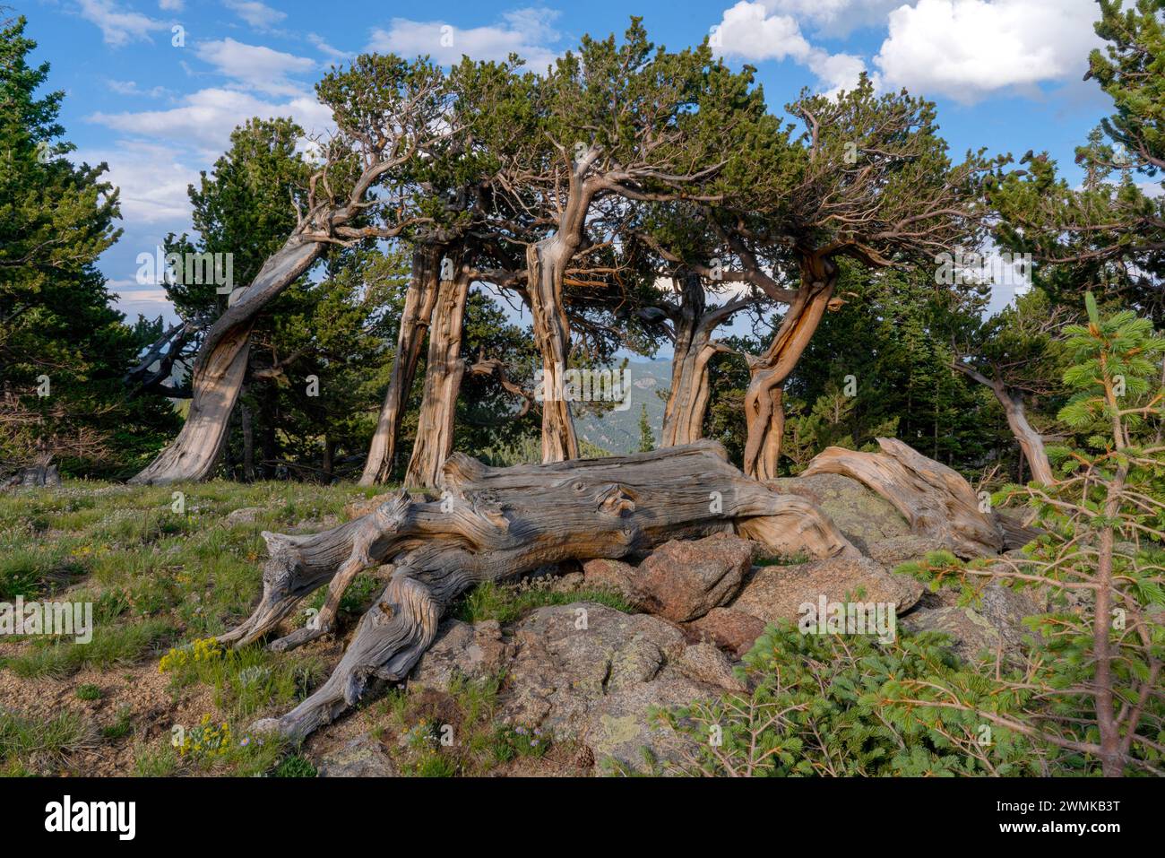 Bristlecone pines grow on the mountainside of a Colorado mountain ...