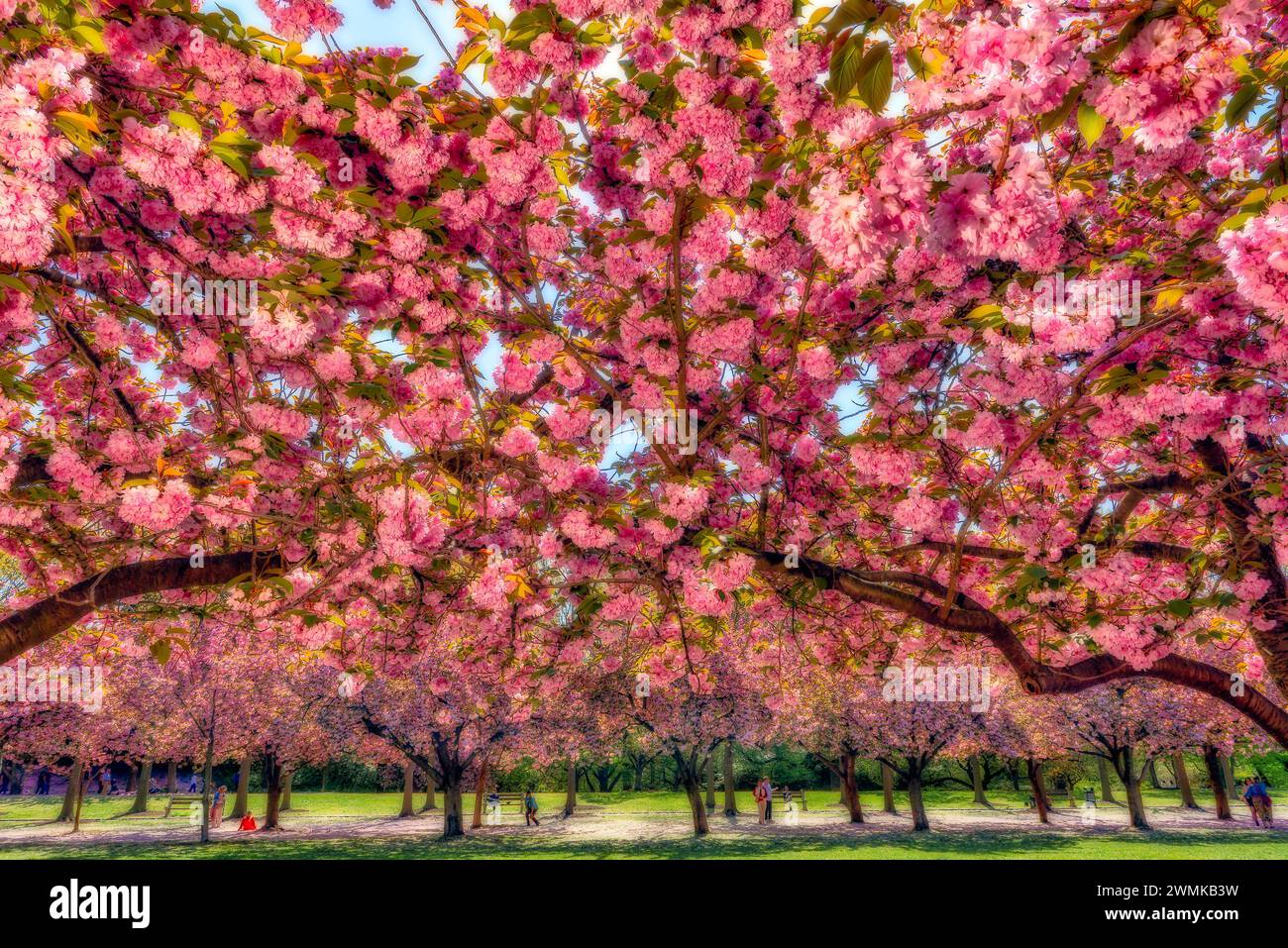 People enjoying the beauty of Cherry blossom trees (Prunus kanzan) in a ...