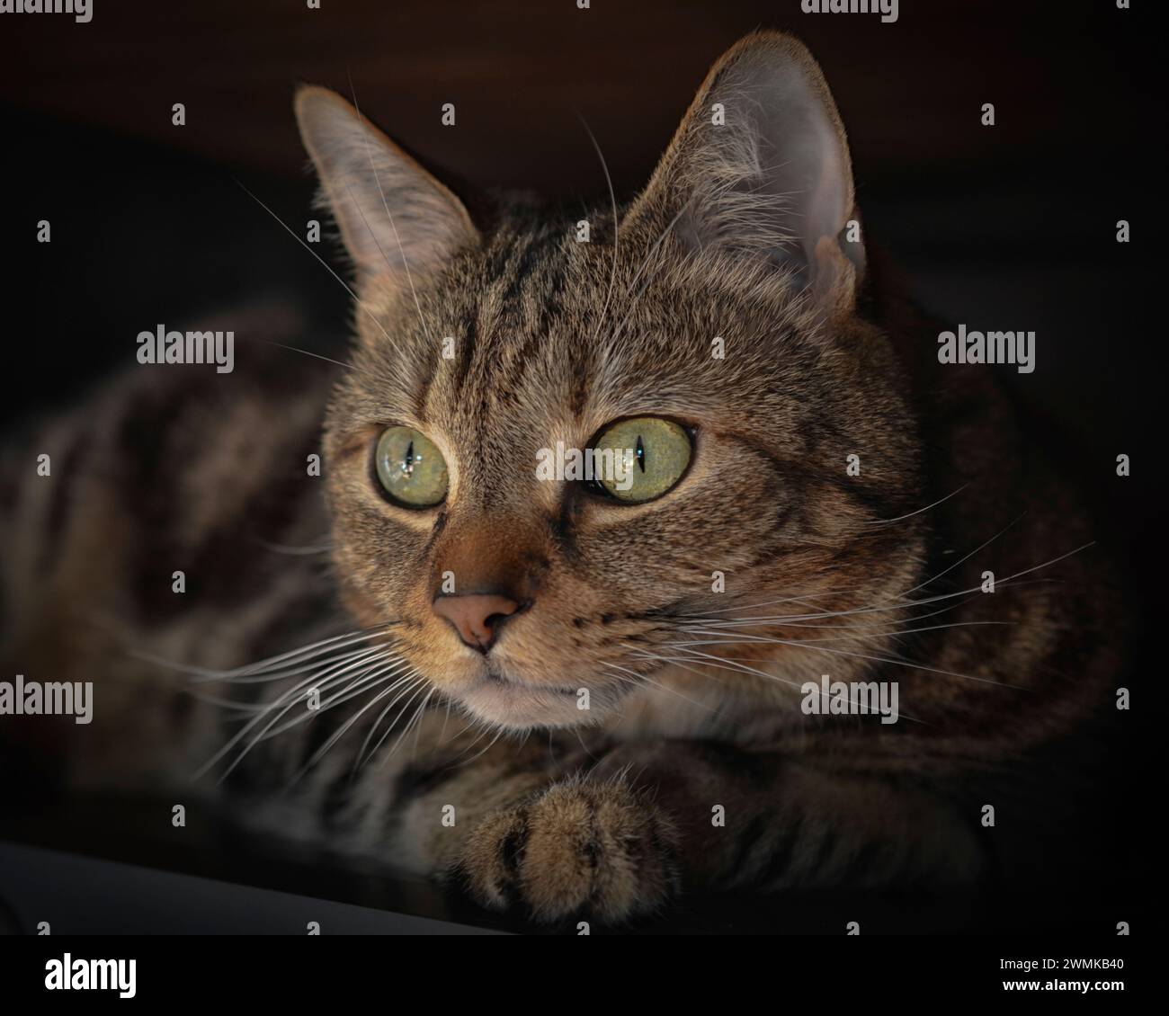 Close-up portrait of the face of a tabby cat; Fairview, North Carolina ...