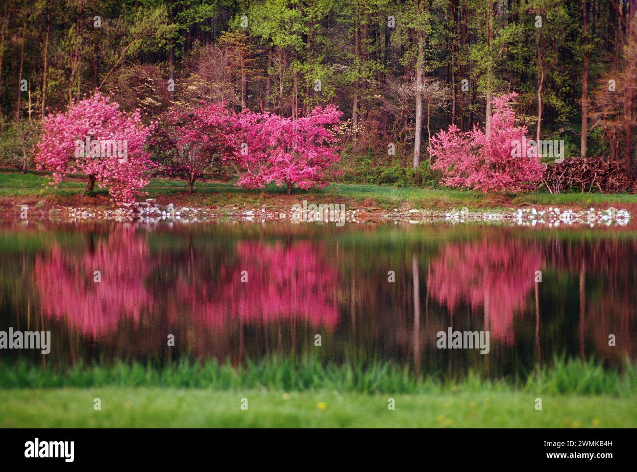 Crab apple trees in full springtime bloom; reflect in orchard pond ...