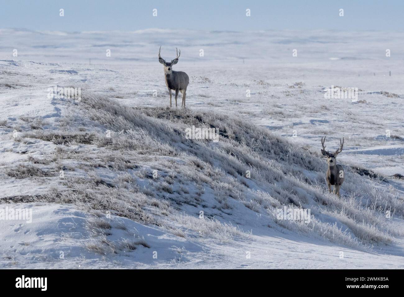 Mule deer (Odocoileus hemionus) on a hillside in rural Saskatchewan in ...