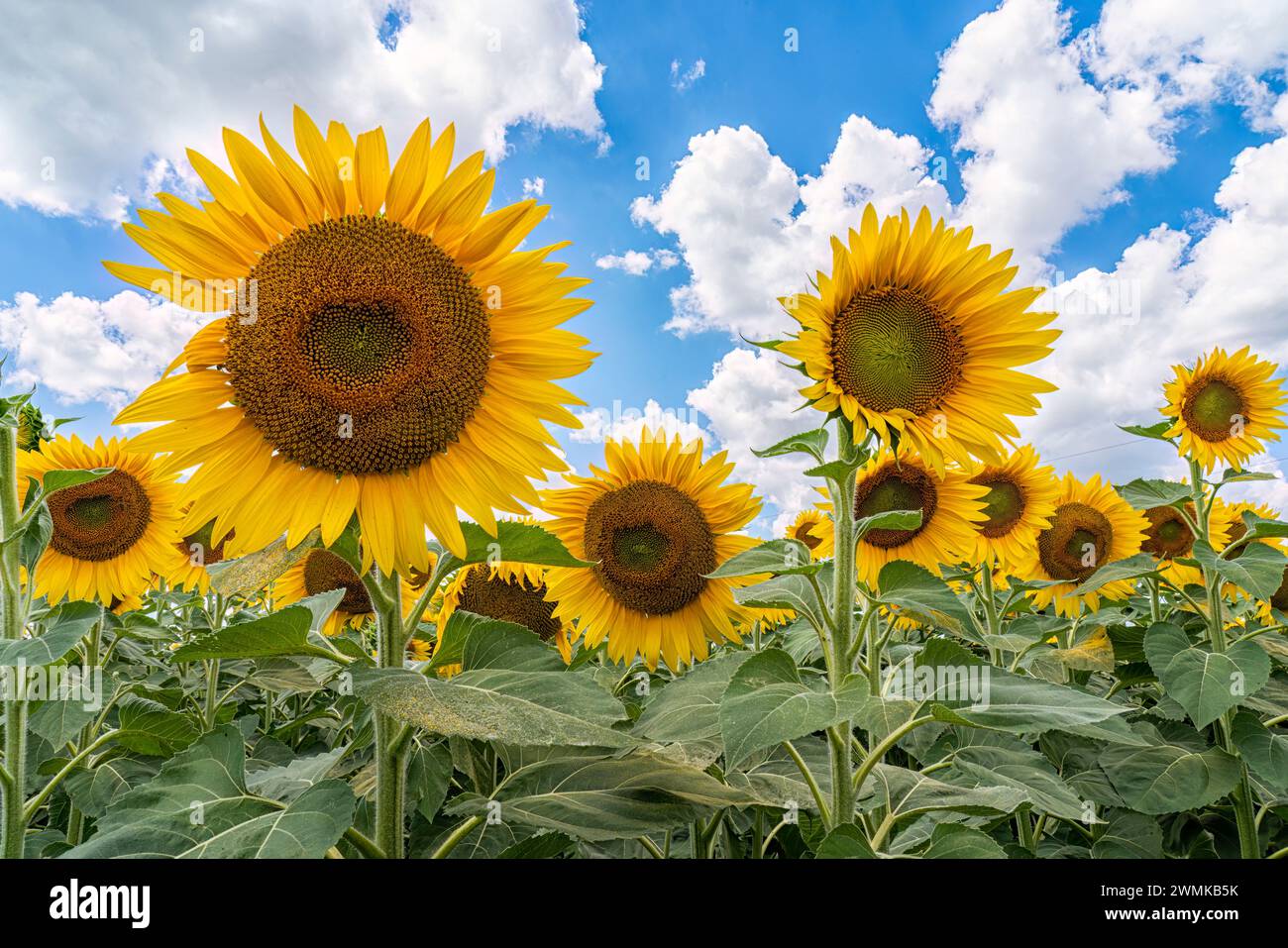 Field of sunflowers in bloom under a blue sky with cloud in ...