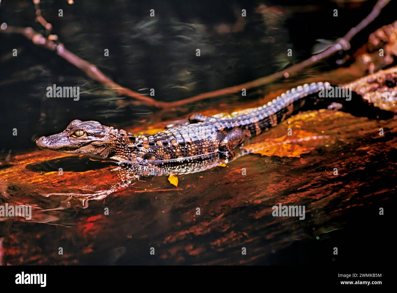 Young alligator hatchling (Alligator mississippiensis) suns on a sunken ...