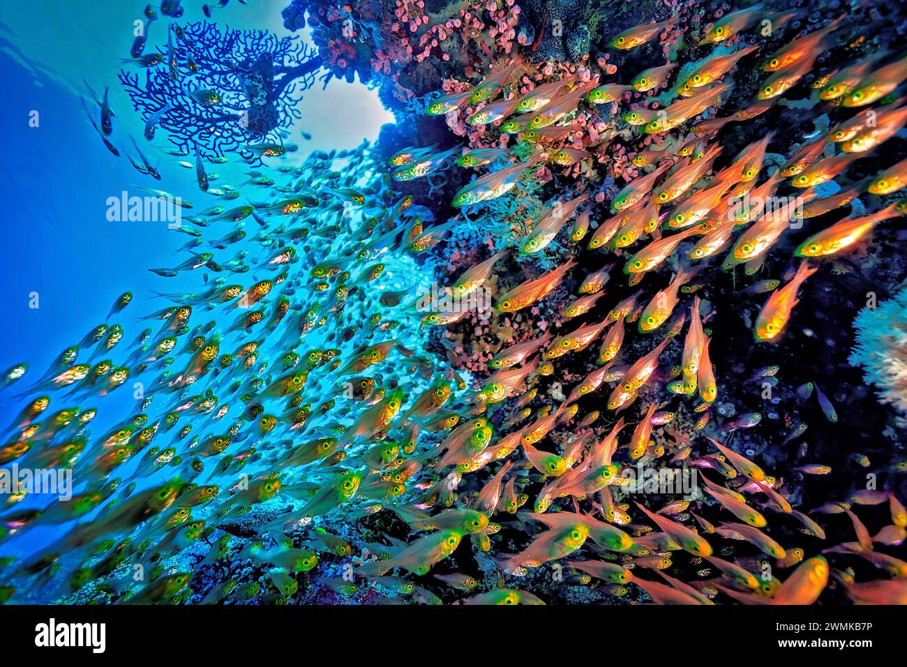 Sweeper fish swarm in the waters off Banta Island in Indonesia. The ...