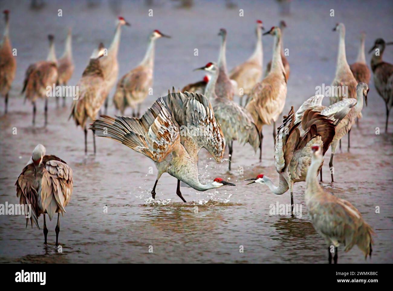 Sandhill cranes (Grus canadensis) arrive to roost in the shallows of ...