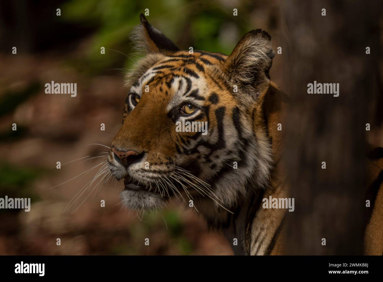 Close-up of a Bengal tiger (Panthera tigris tigris) standing behind a ...