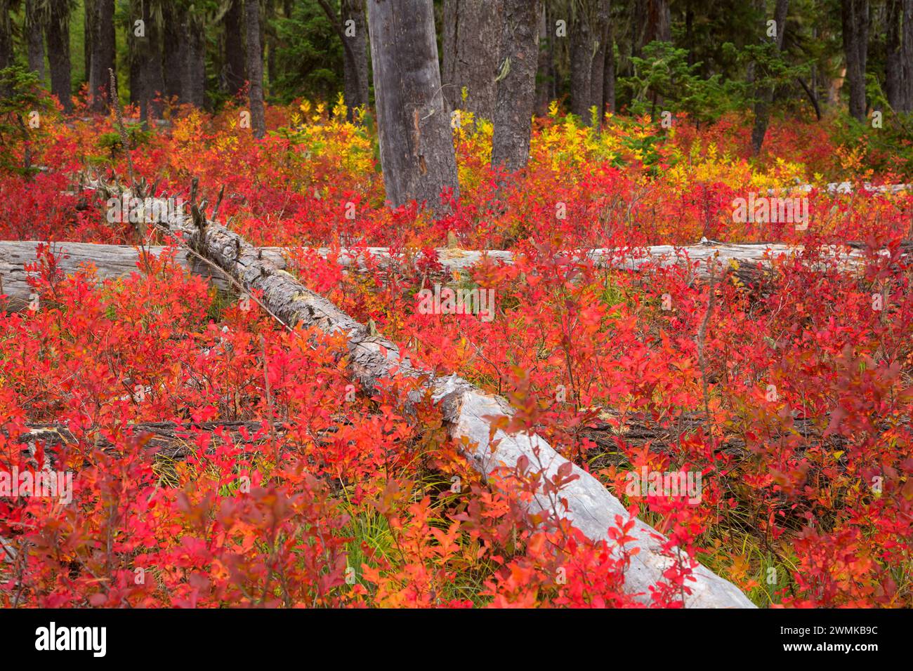 Autumn huckleberry along Monon Lake Trail, Ollalie Lake Scenic Area, Mt ...