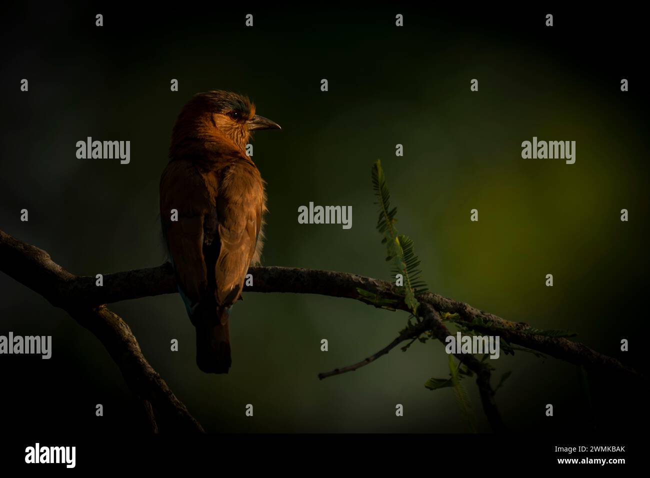 Indian roller (Coracias benghalensis benghalensis) with a catchlight in ...