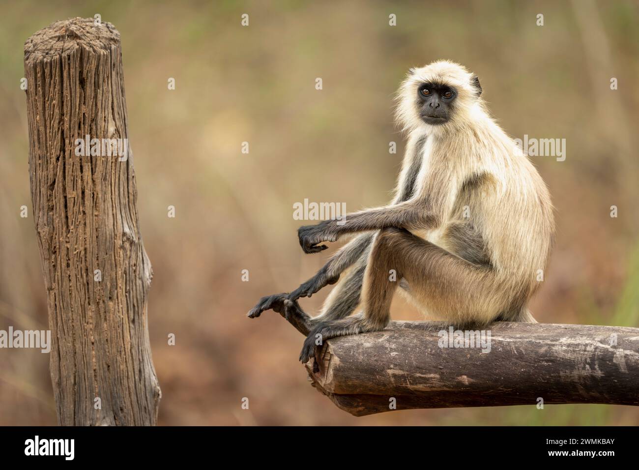 Northern plains gray langur (Semnopithecus entellus) sitting on a gate ...