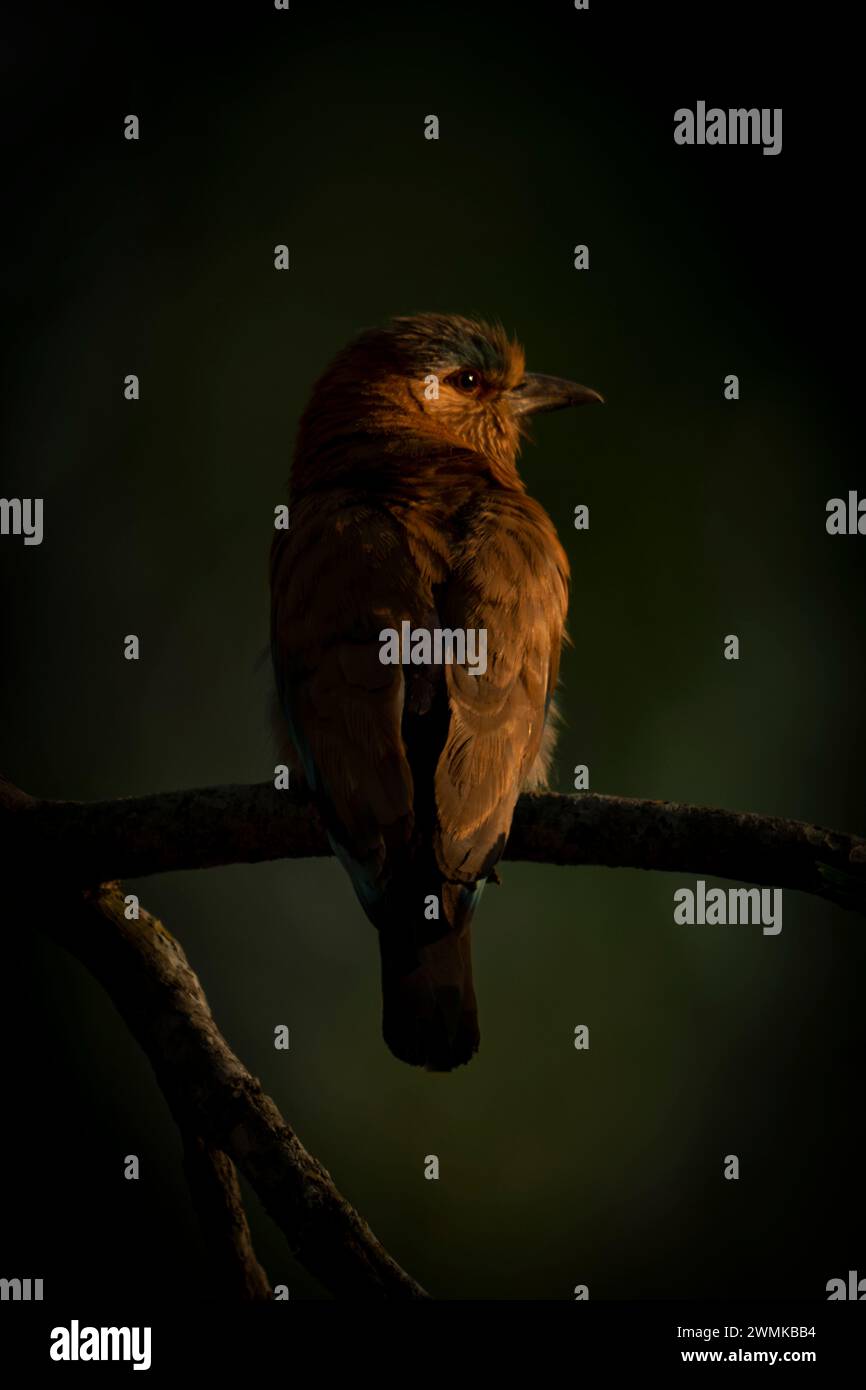 Indian roller (Coracias benghalensis benghalensis) with a catchlight in ...