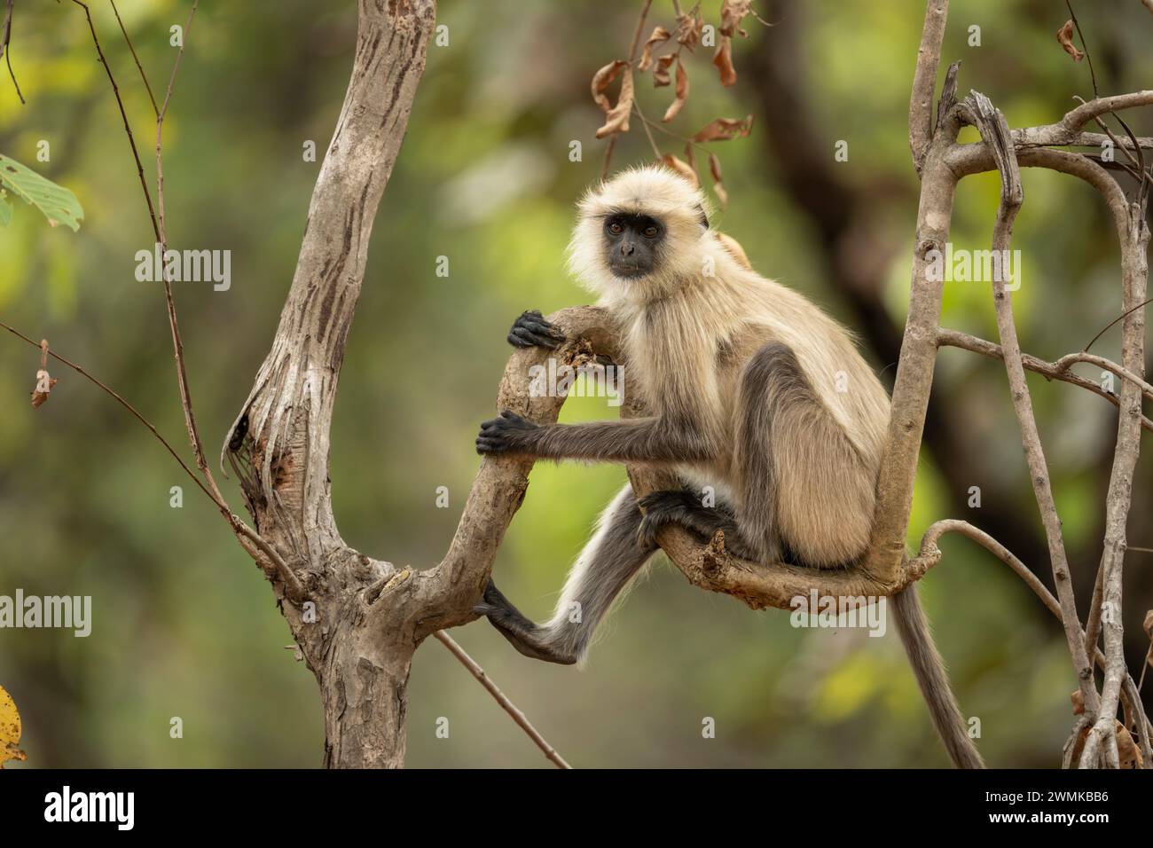 Northern plains gray langur (Semnopithecus entellus) sits in a tree in ...