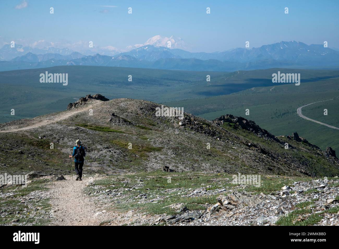 Mature woman hiking on the Savage Alpine Trail with views of Mt Denali ...