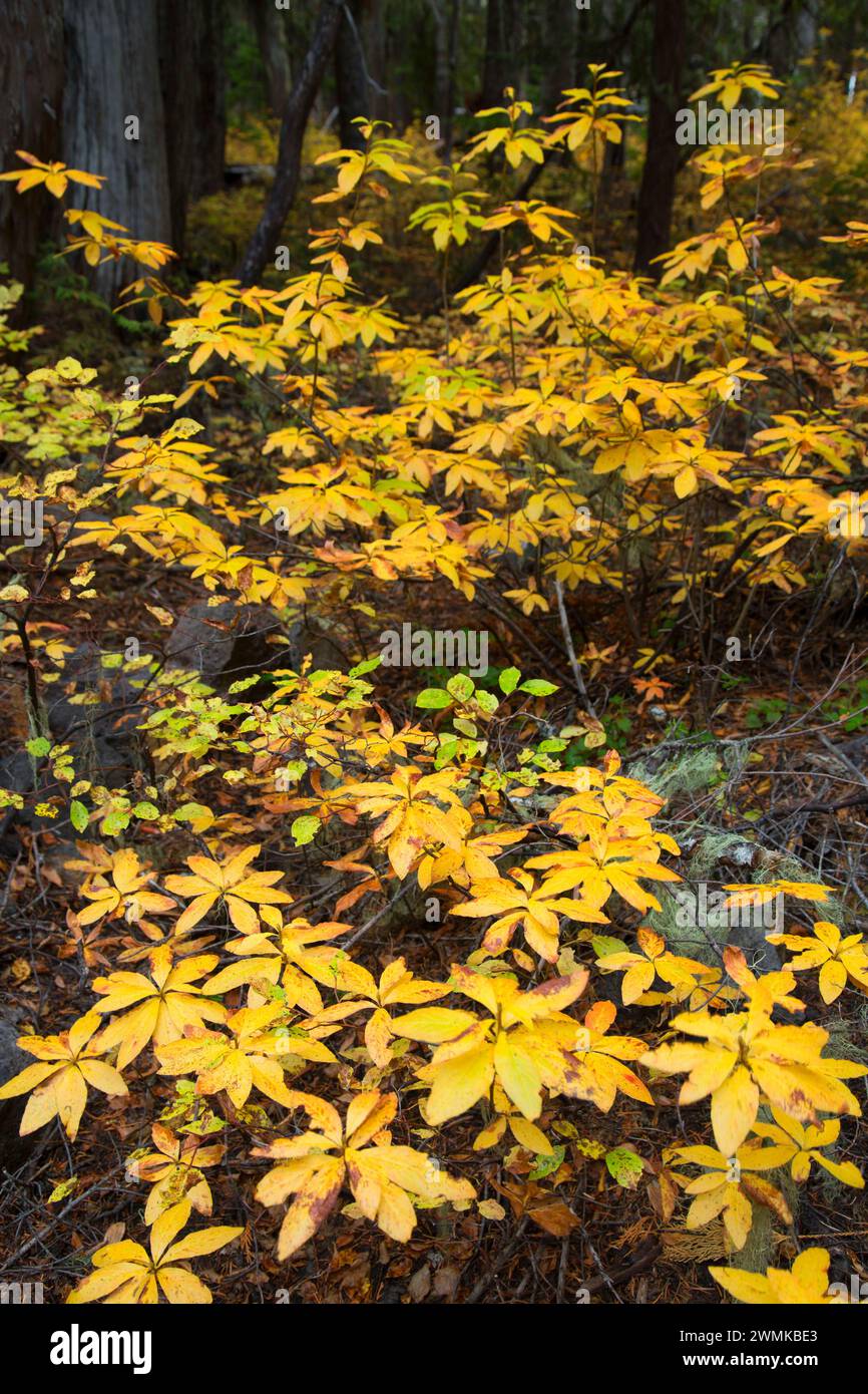 Autumn along Monon Lake Trail, Ollalie Lake Scenic Area, Mt Hood ...
