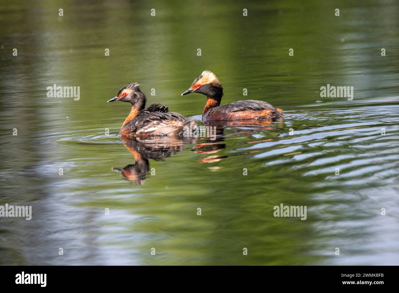 Horned Grebe (Podiceps auritus) with a chick riding on its back is ...