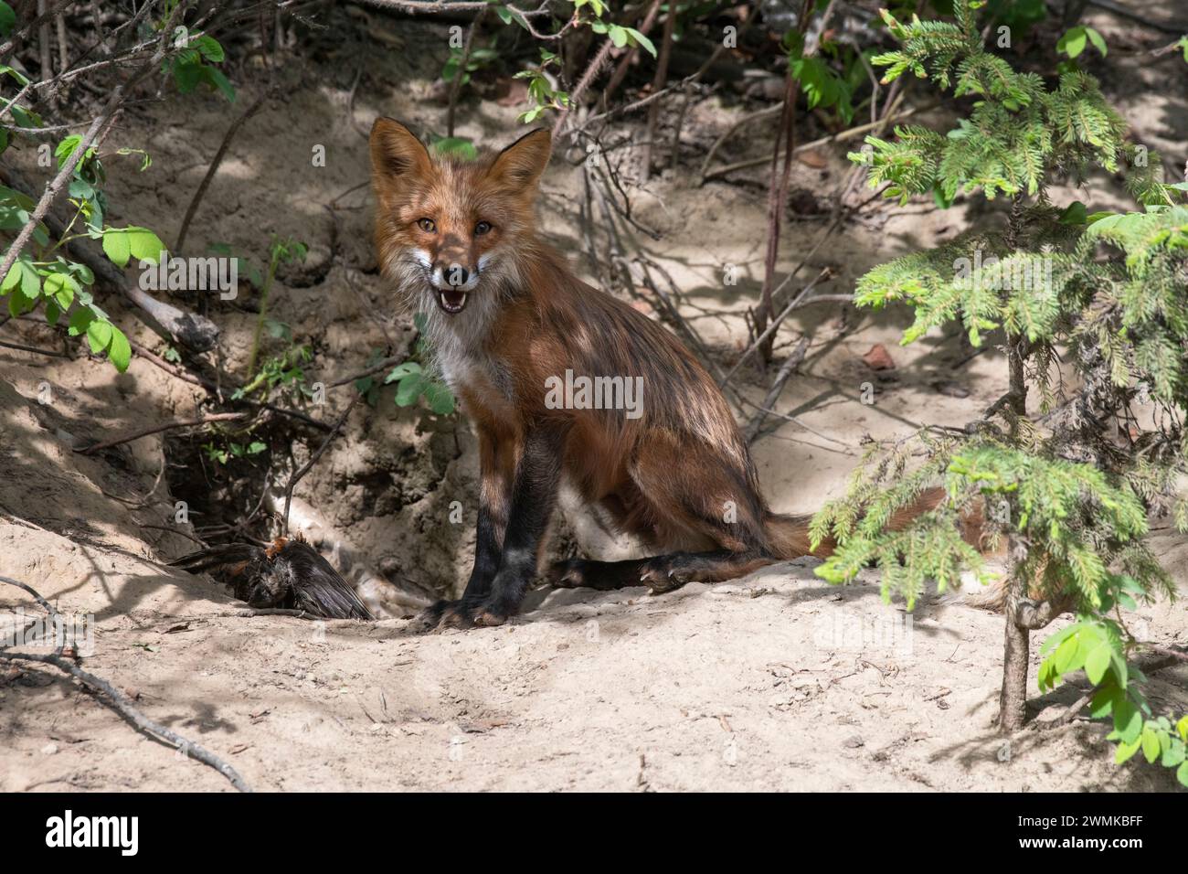 Dead robin hi-res stock photography and images - Alamy