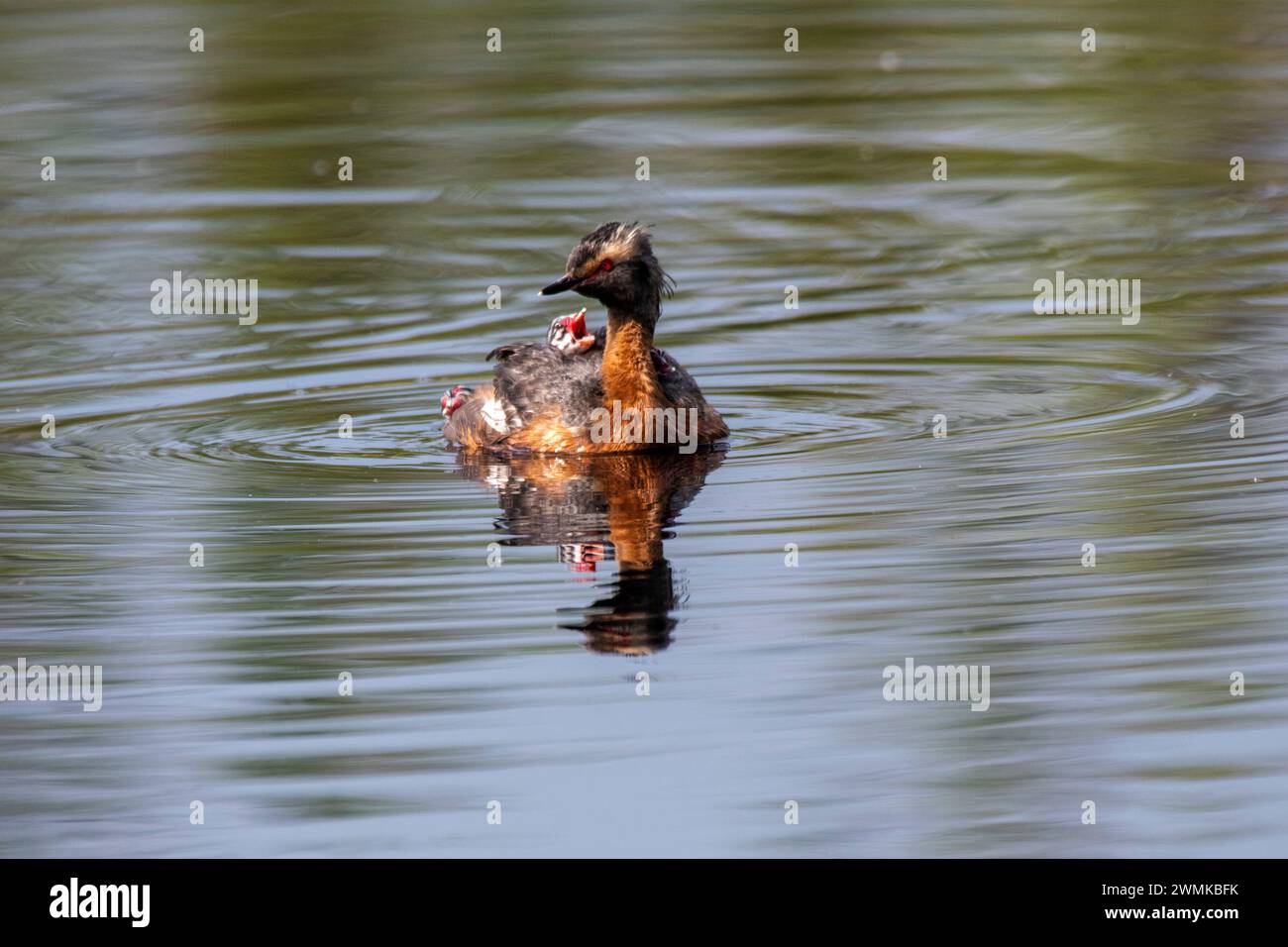 Horned Grebe (Podiceps auritus) with two chicks riding on its back ...