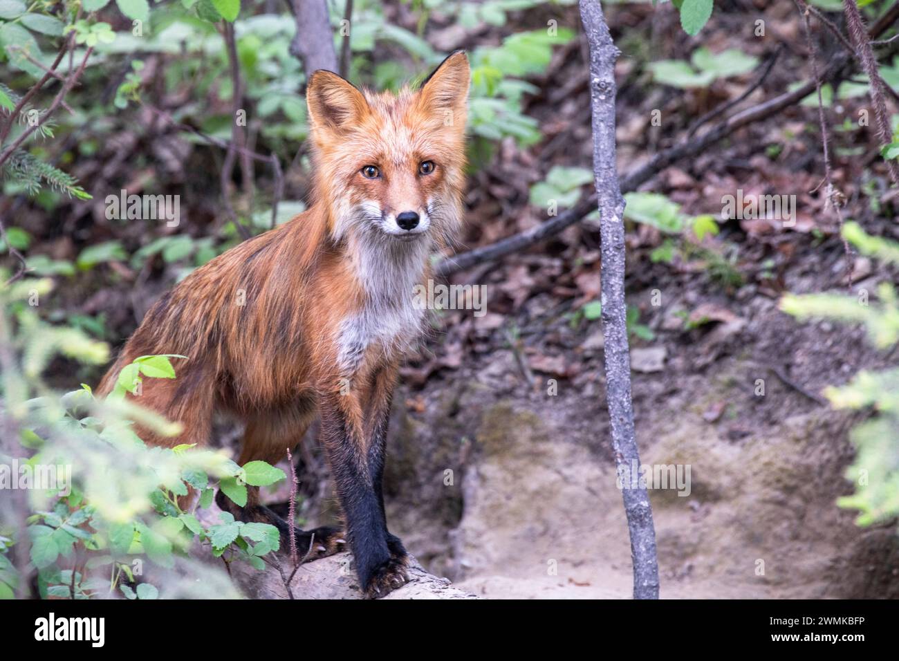 Portrait of a female red fox (Vulpes vulpes) standing by its den near Fairbanks; Fairbanks ...