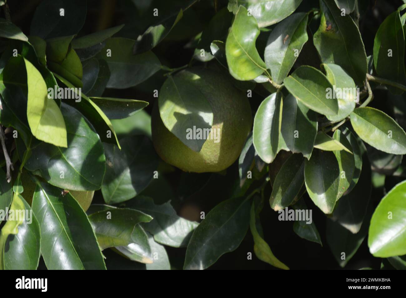 Lima fresca natural hi-res stock photography and images - Alamy