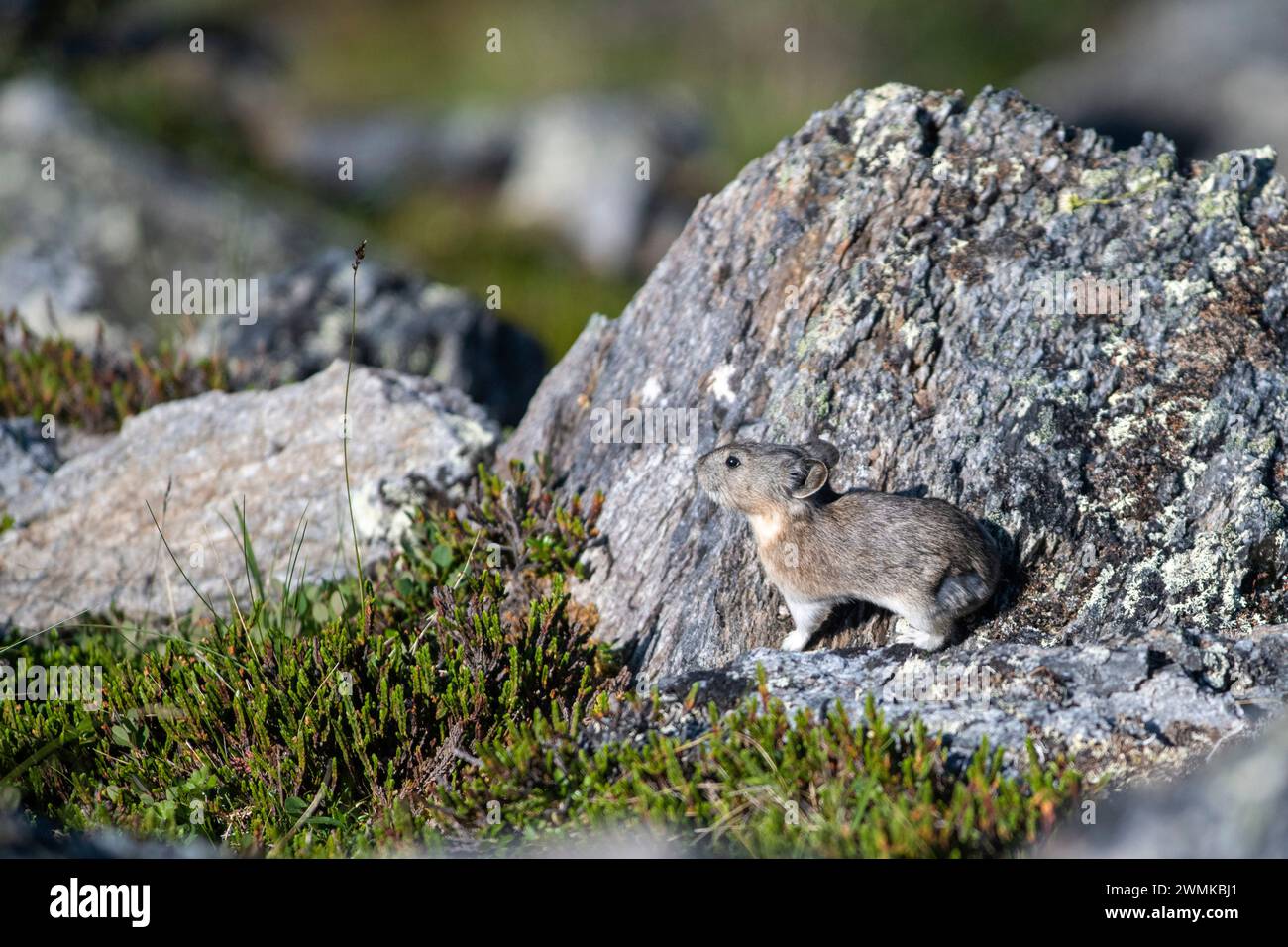 Collared Pika (Ochotona collaris) in the rocks along the Savage Alpine ...