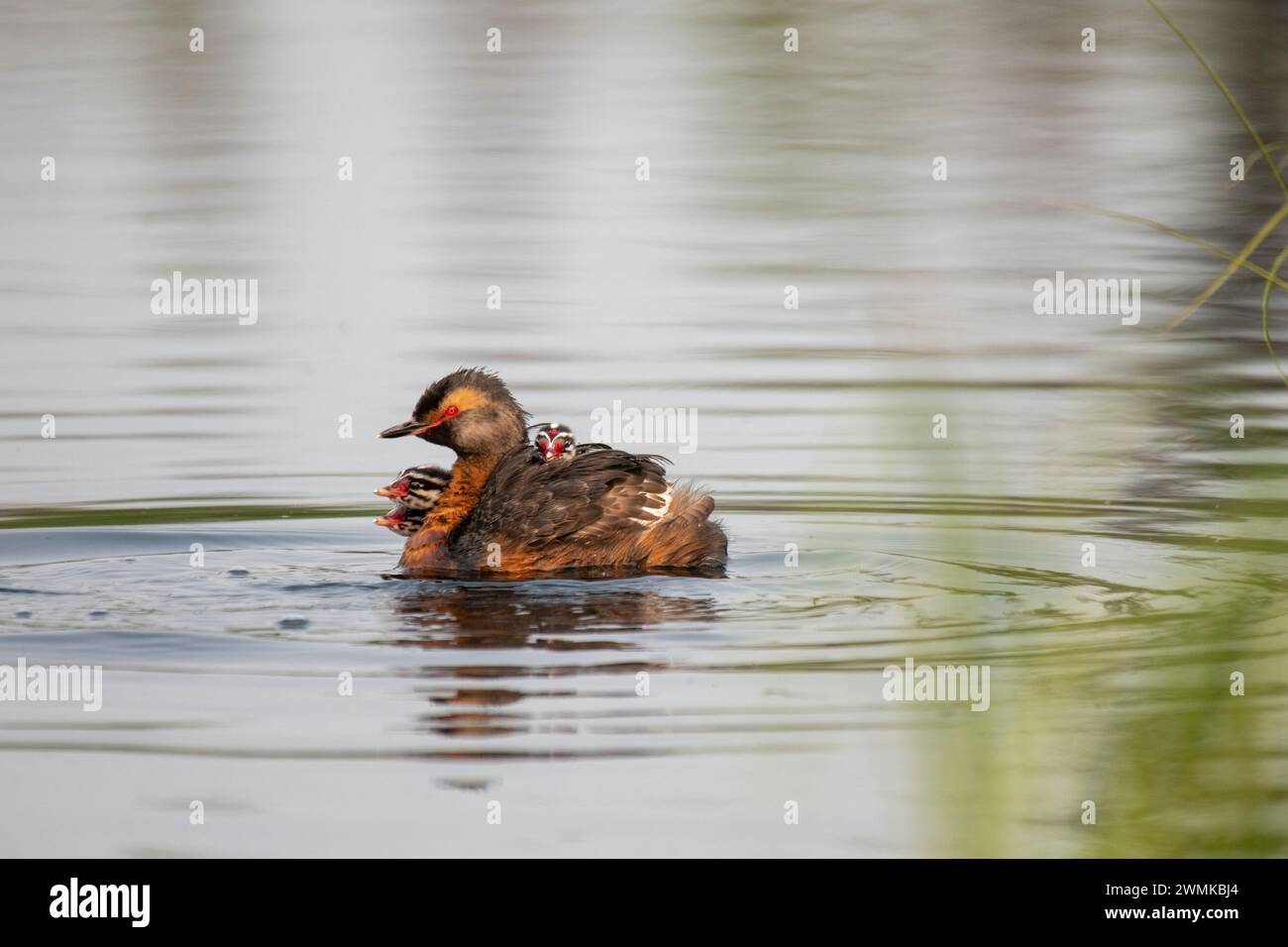 Horned Grebe (Podiceps auritus) with three chicks riding on its back ...