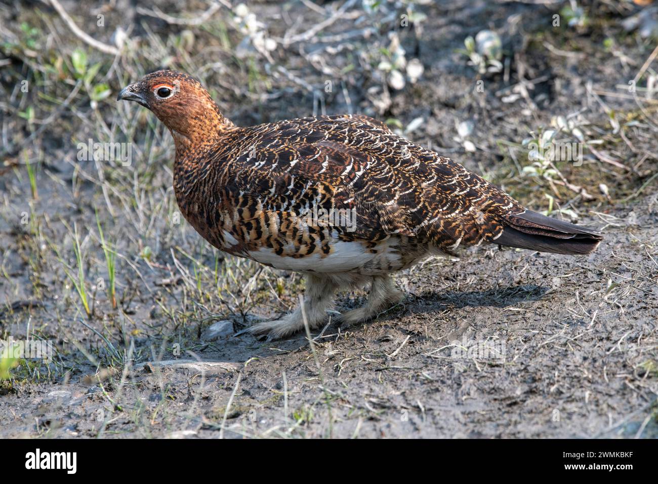 Alaskas state bird hi-res stock photography and images - Alamy