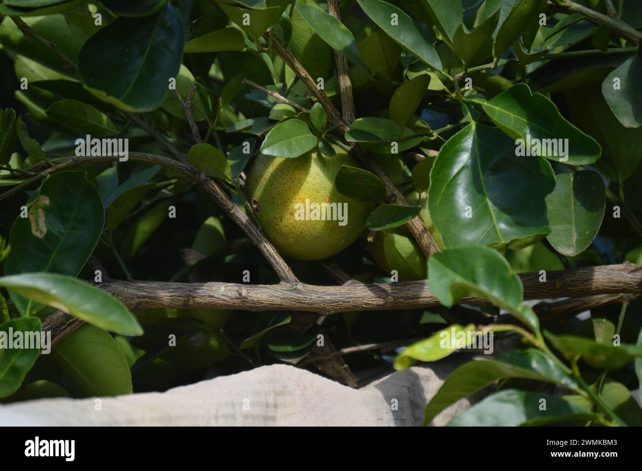 Delicious fresh and organic Bahia orange on the orange tree at harvest ...