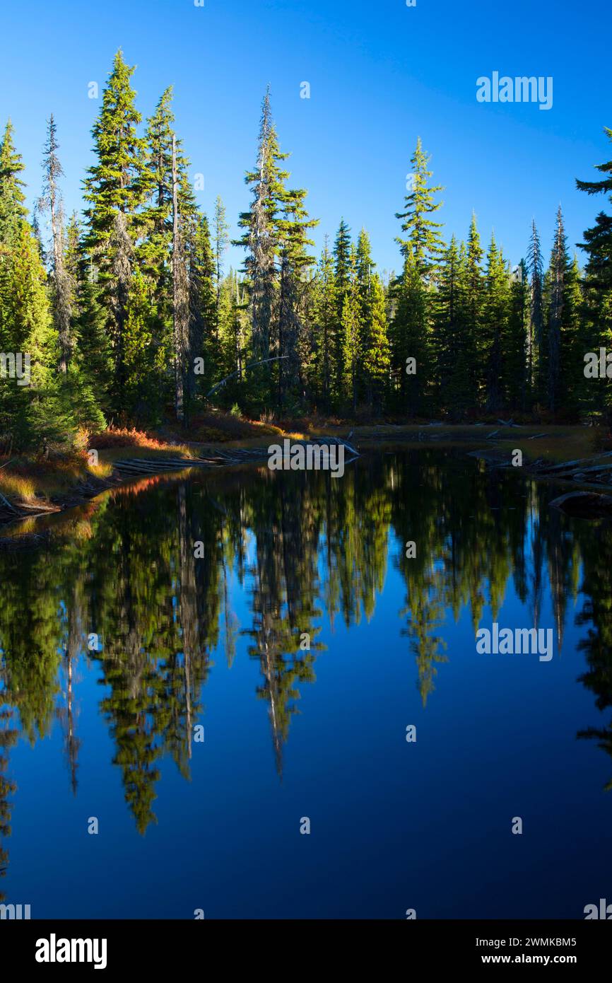 Pond along Red Lake Trail, Ollalie Lake Scenic Area, Mt Hood National ...