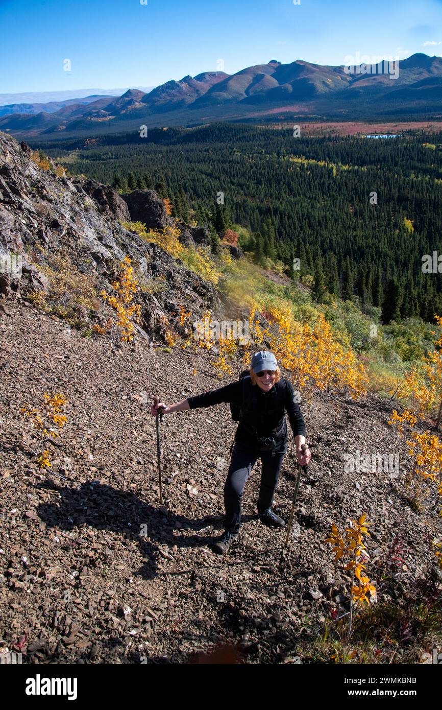 Mature woman ascending the steep slopes of Igloo Mountain in Denali ...