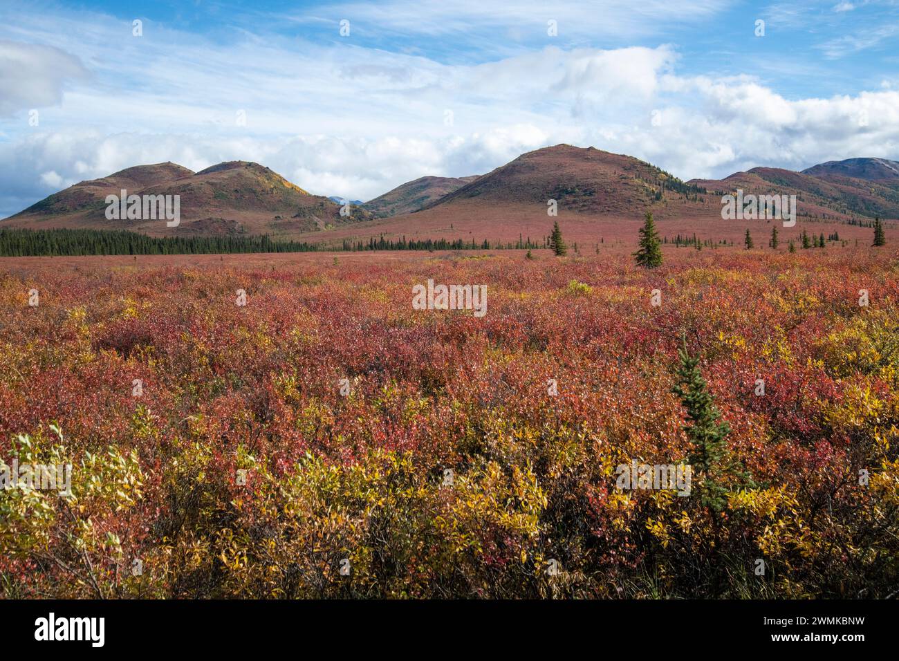 Brilliant autumn colours along the Park Road in Denali National Park ...
