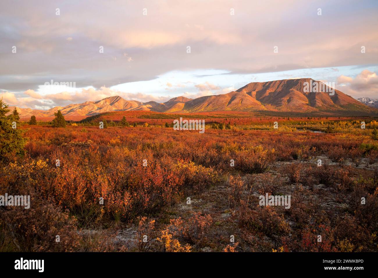 View of brightly coloured fall foliage and mountains along the Denali ...