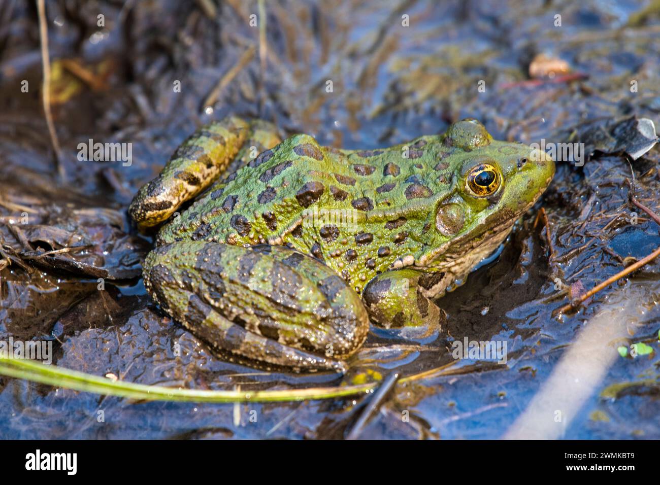Chiricahua Leopard Frog (Rana chiricahuensis) in Cave Creek Canyon of ...