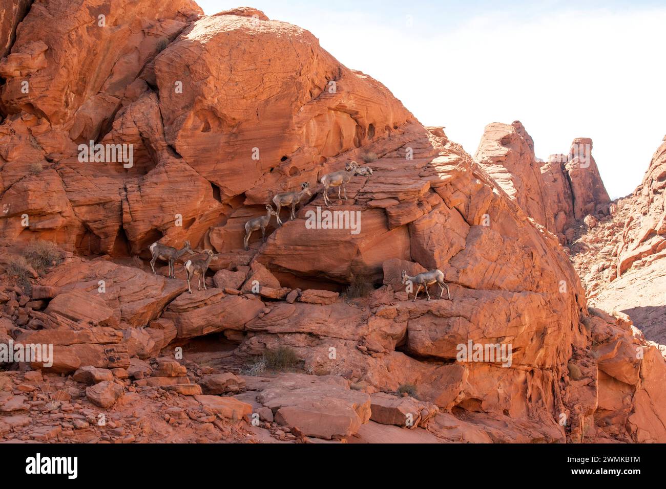 Desert Bighorn sheep (Ovis canadensis nelsoni) sheep in the red rock ...