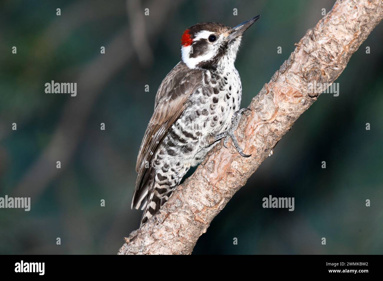Arizona Woodpecker (Picoides arizonae) in the Chiricahua Mountains of ...